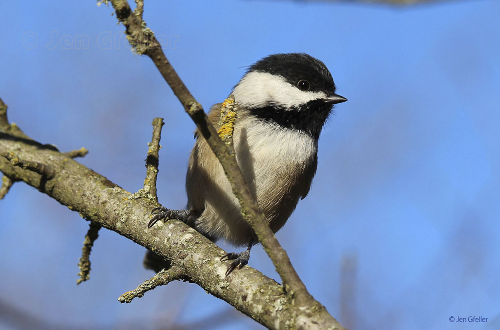 Chickadee | Jen Gfeller Nature Photography