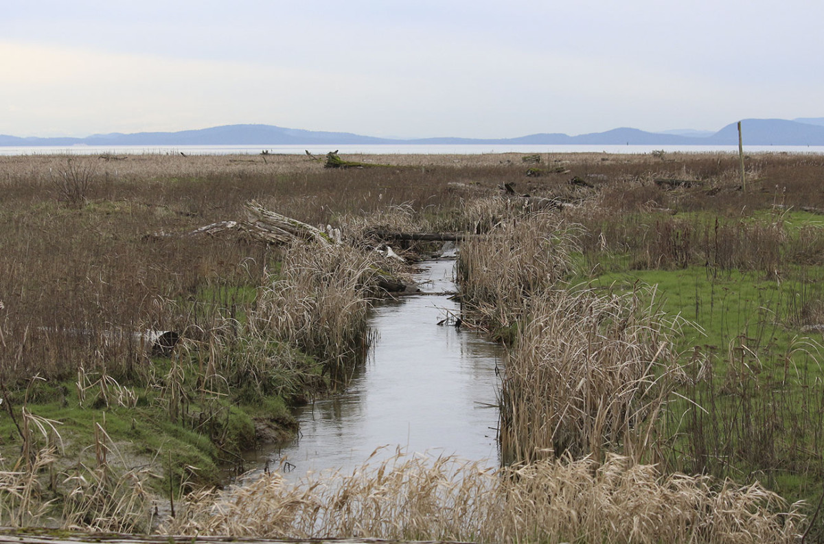 Delta Marsh | Jen Gfeller Nature Photography