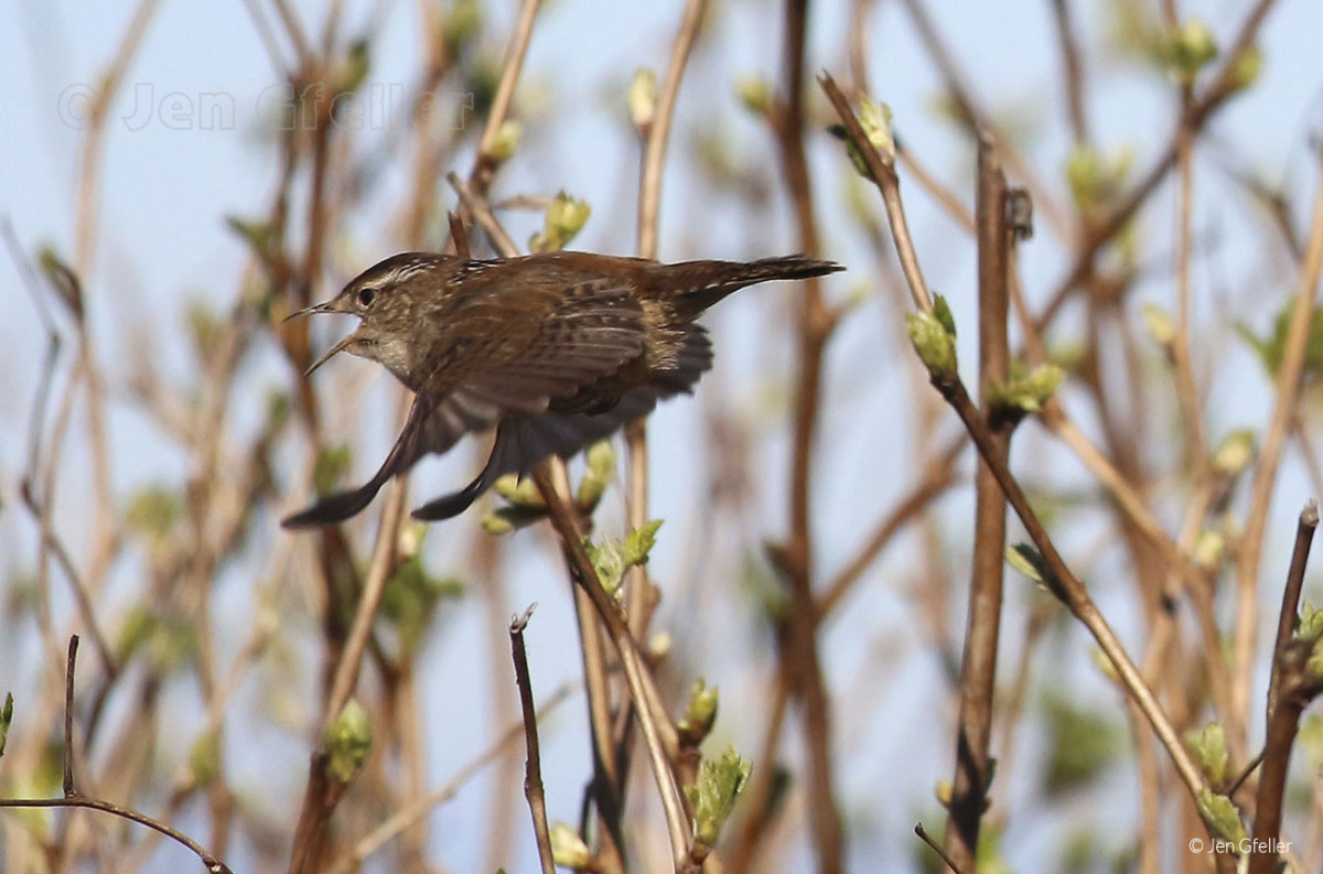 Marsh Wren in flight | Jen Gfeller Nature Photography