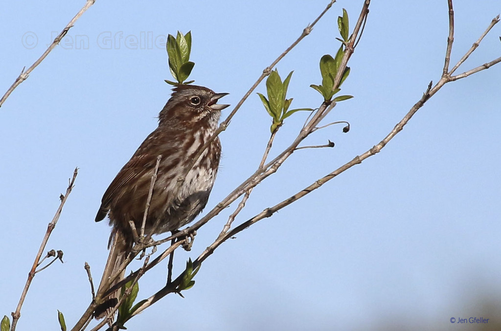Singing Sparrow | Jen Gfeller Nature Photography