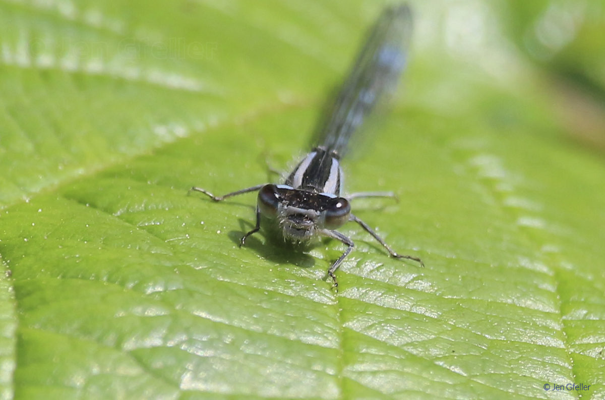 Damselfly face | Jen Gfeller Nature Photography